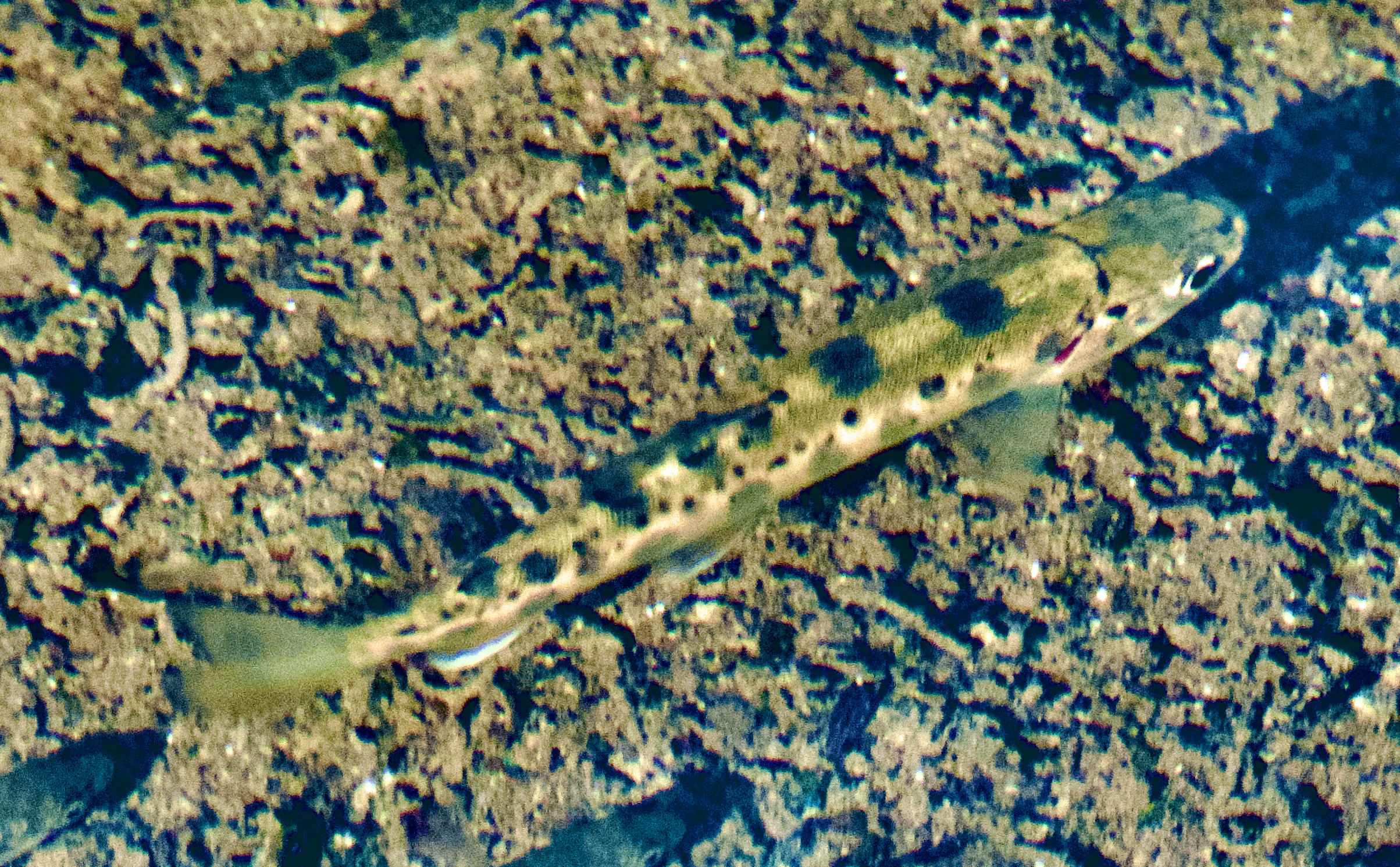 Fish Ahoy! Trout spotted in Chadborne Creek are good signs for comeback ...